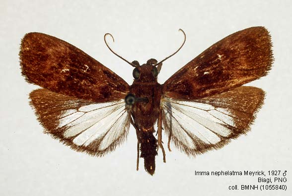 Papua Insects Foundation (Lepidoptera/Immidae thumbnails)